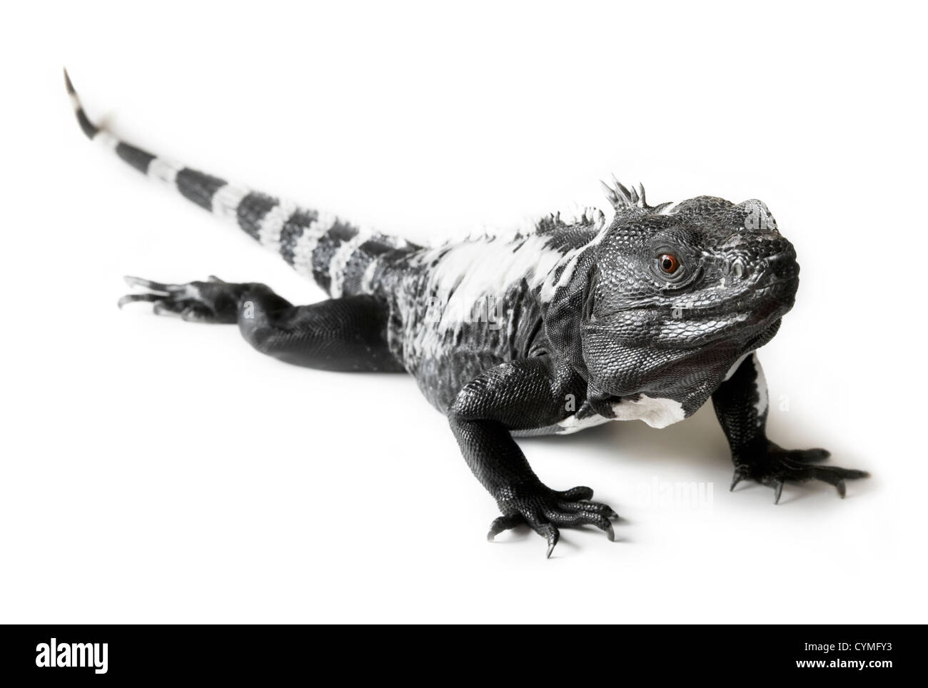 Cold setting Cut Out Stock Images & Pictures - Alamy