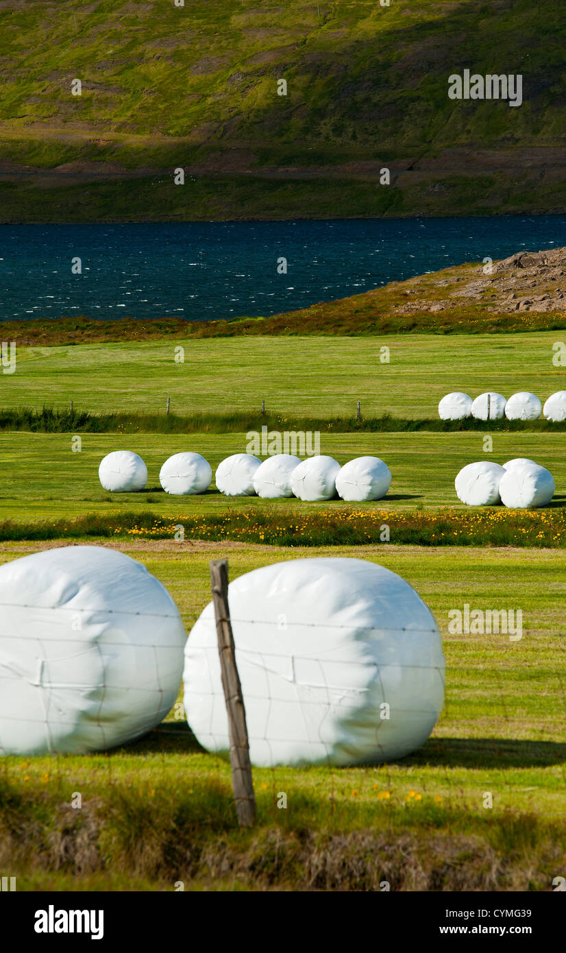 Ball of hay , Iceland Stock Photo - Alamy