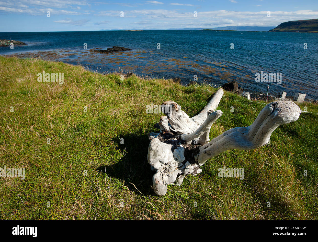 Dead tree on ocean, Iceland Stock Photo - Alamy