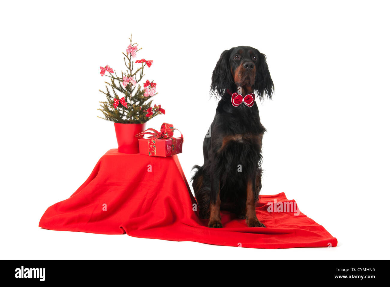 Sitting Gordon Setter dognear the Christmas tree Stock Photo - Alamy