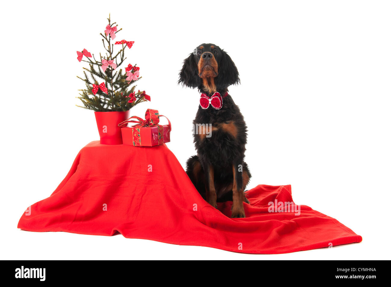 Gordon Setter Cut Out Stock Images & Pictures - Alamy
