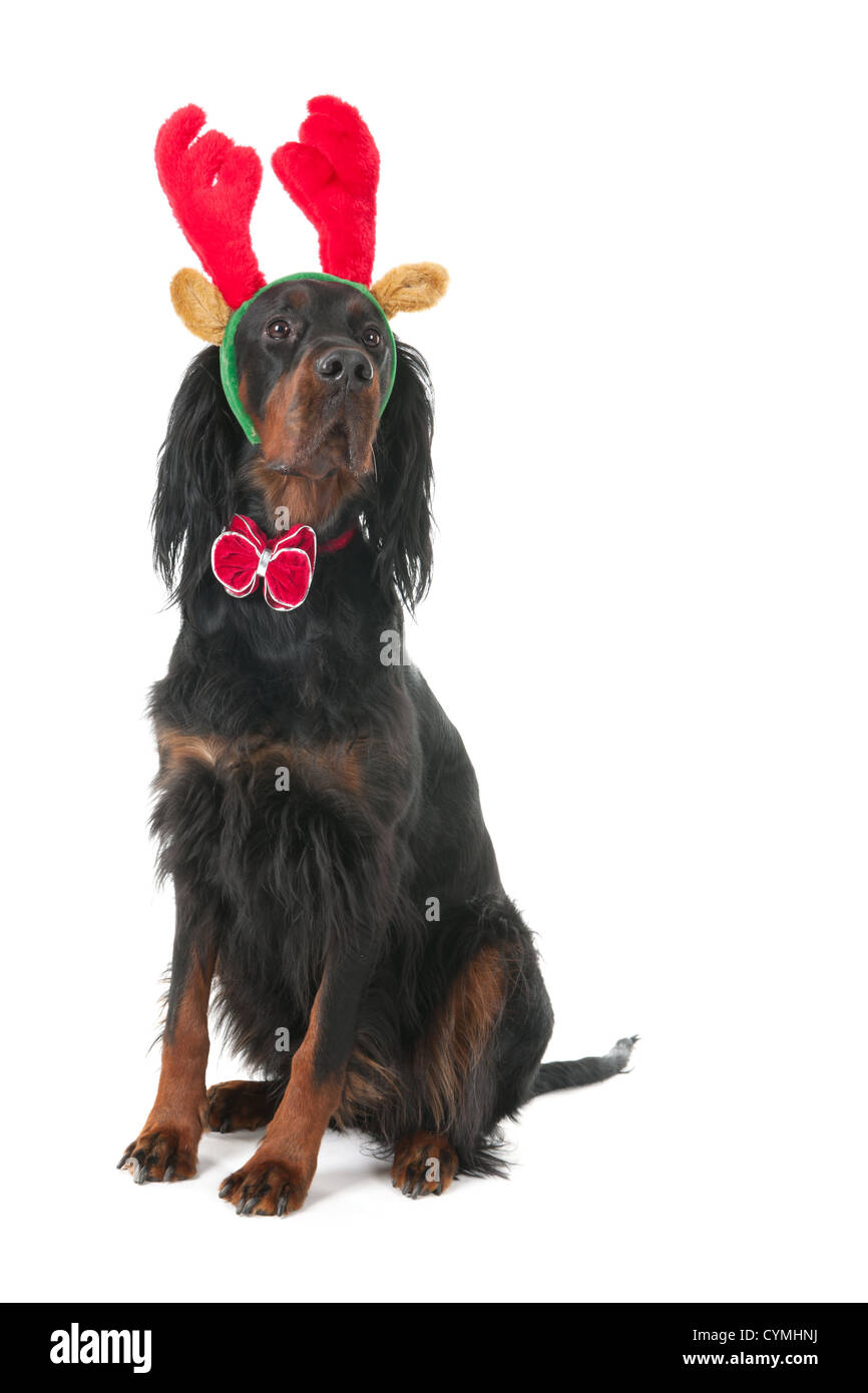 Gordon setter dog dressed as reindeer for Christmas Stock Photo - Alamy