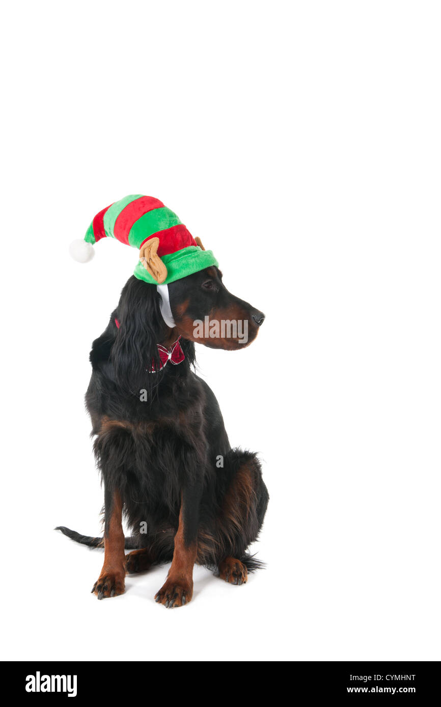 Funny dog with elf hat for Christmas isolated over white background ...