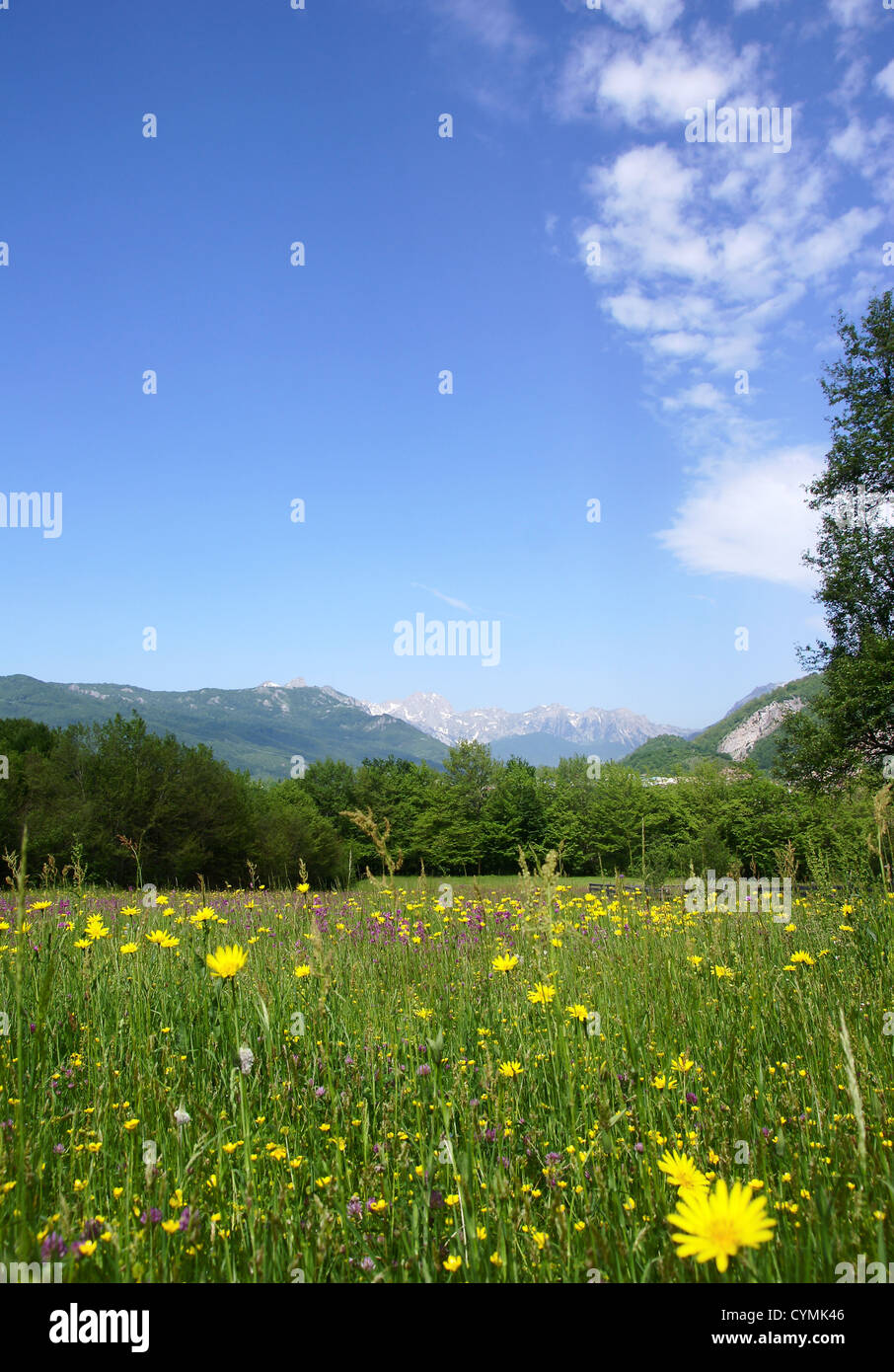 tranquil rural scene with a meadow, forest and mountains over blue sky ...