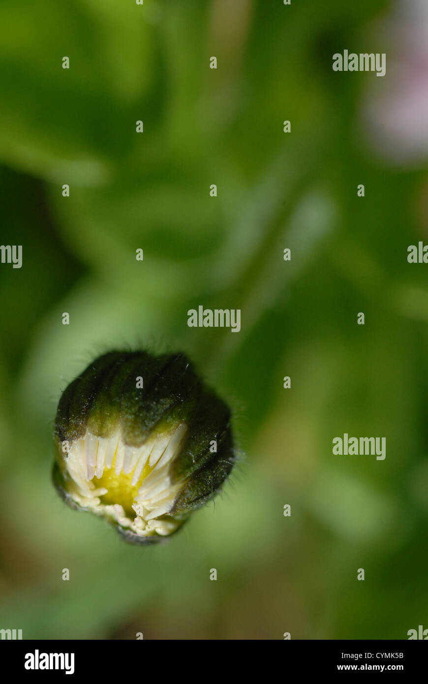 Daisy bud hi-res stock photography and images - Alamy