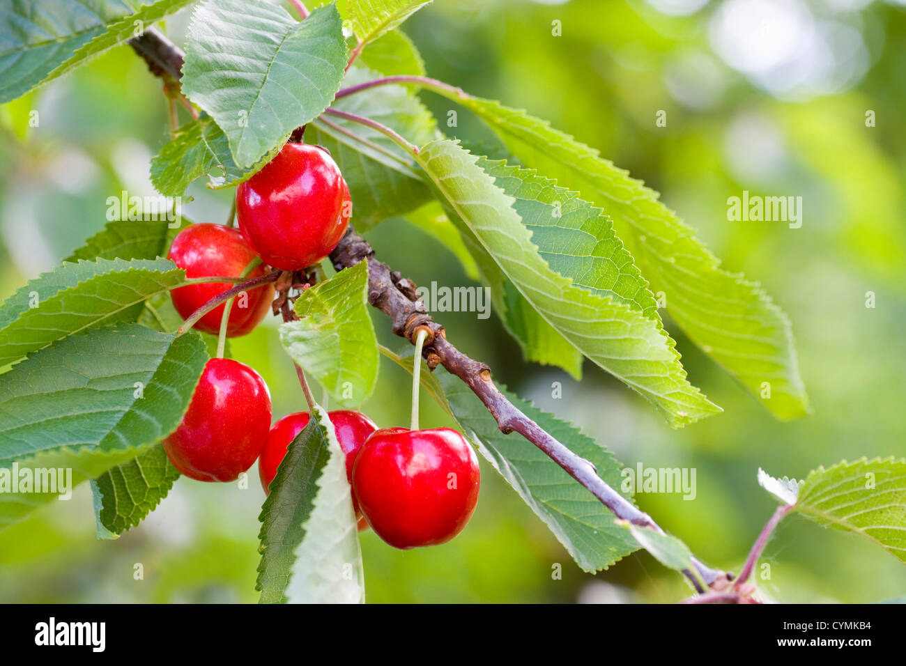 Ripe cherries on a tree hi-res stock photography and images - Alamy