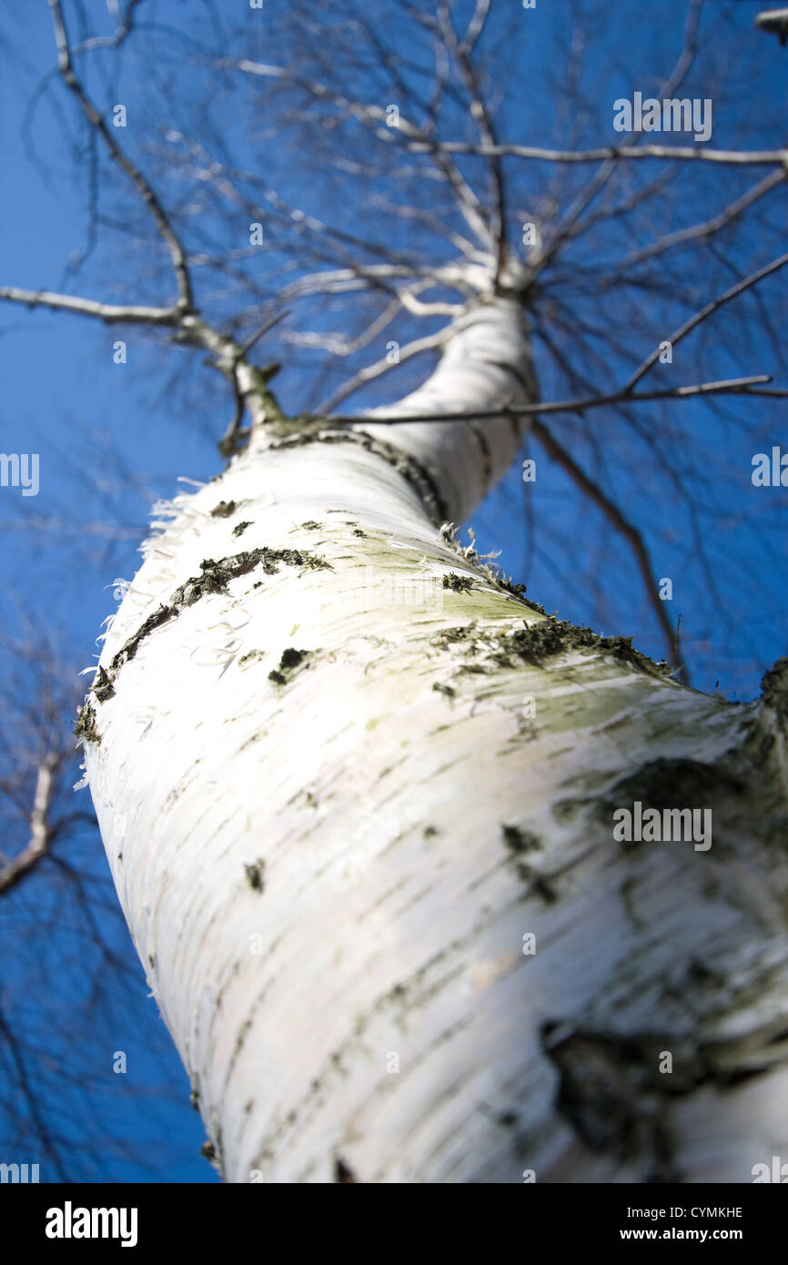 Birch trunk on the blue cloudless sky background Stock Photo - Alamy