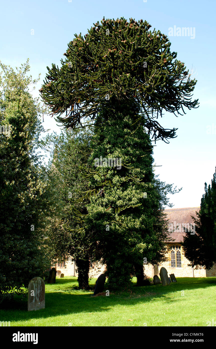 Monkey puzzle tree uk hi-res stock photography and images - Alamy