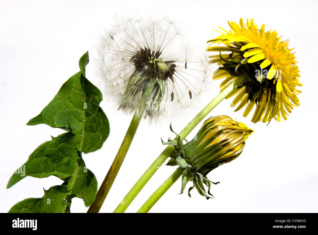 Dandelion botanical Cut Out Stock Images & Pictures - Alamy