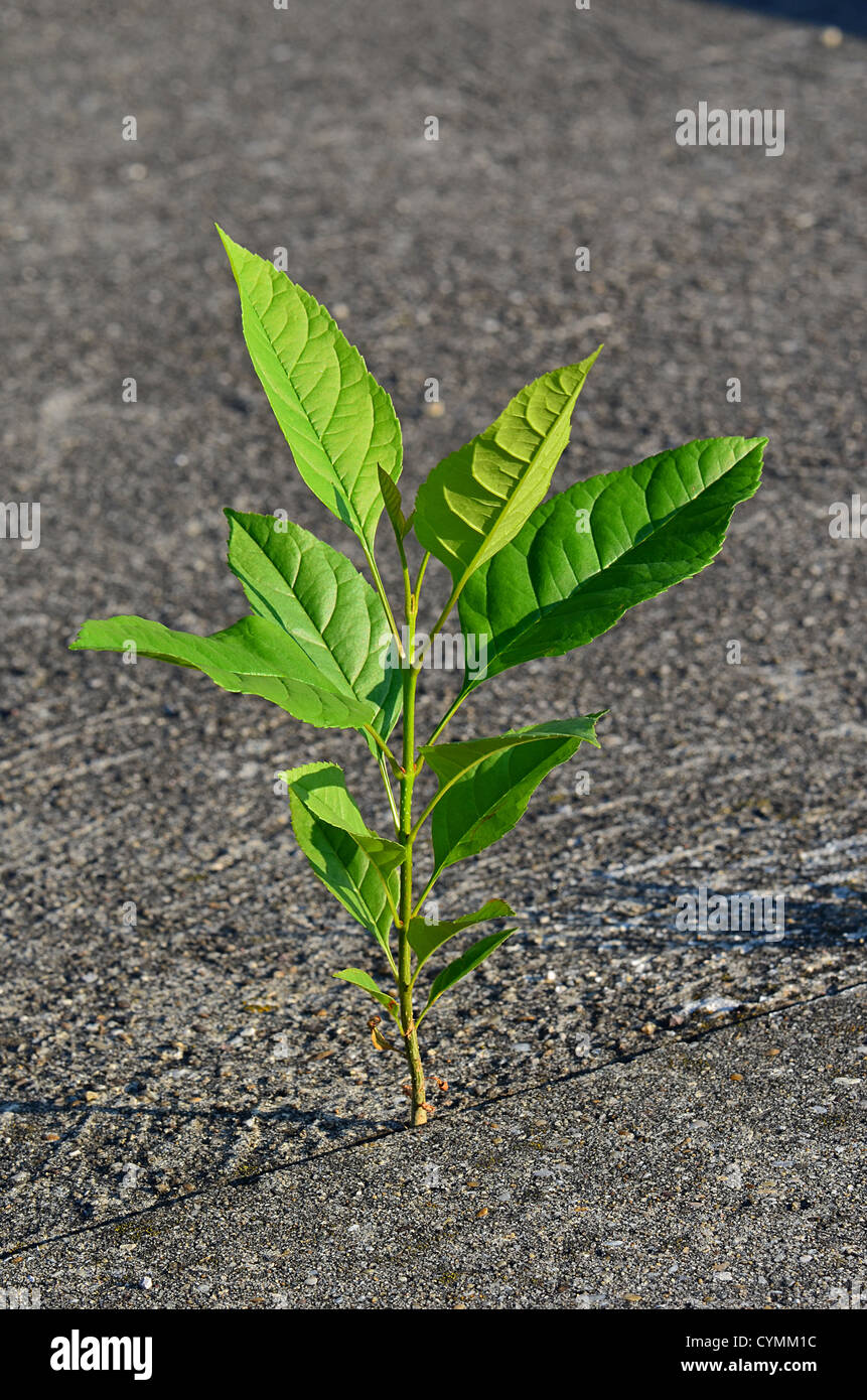 Small Tree Grows Through Narrow Gap In Concrete Ground Stock Photo - Alamy