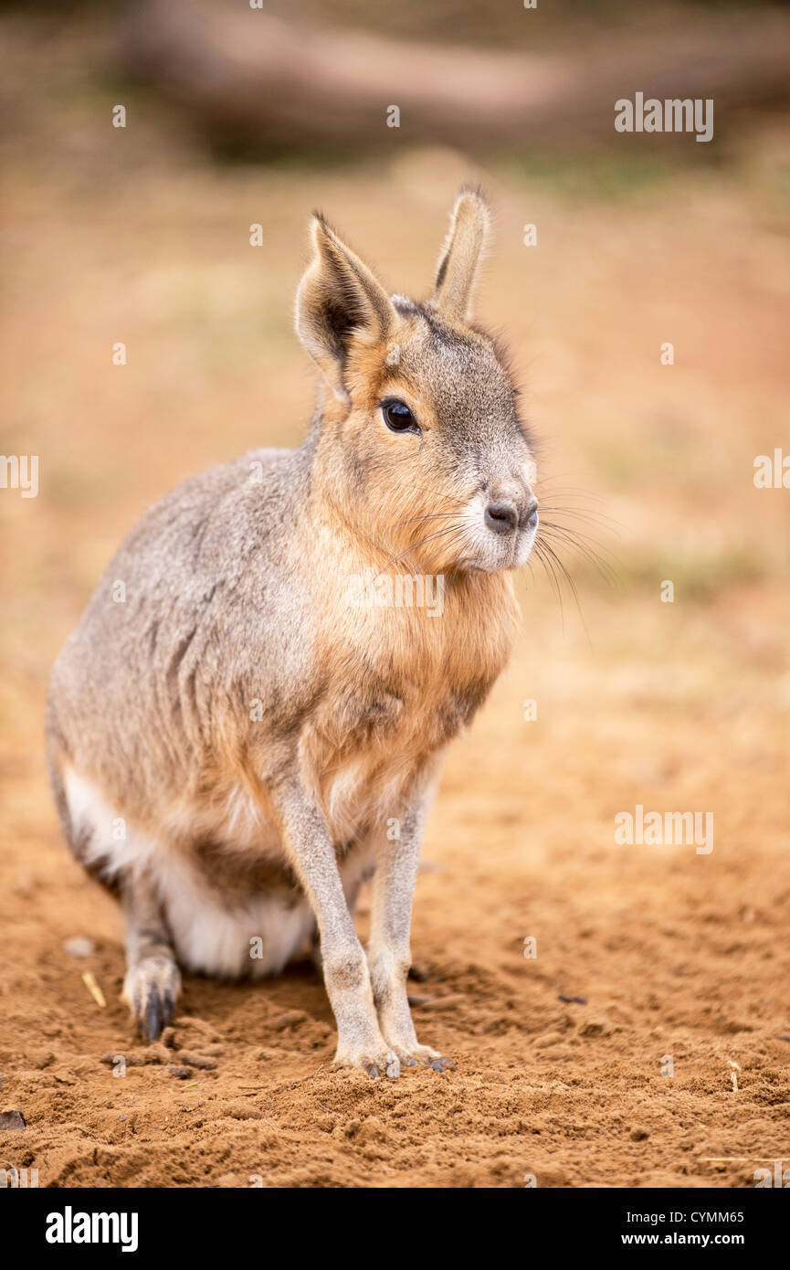 The patagonian mara hi-res stock photography and images - Alamy