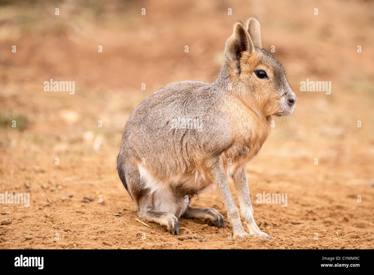 patagonian mara against a background of sand Stock Photo - Alamy