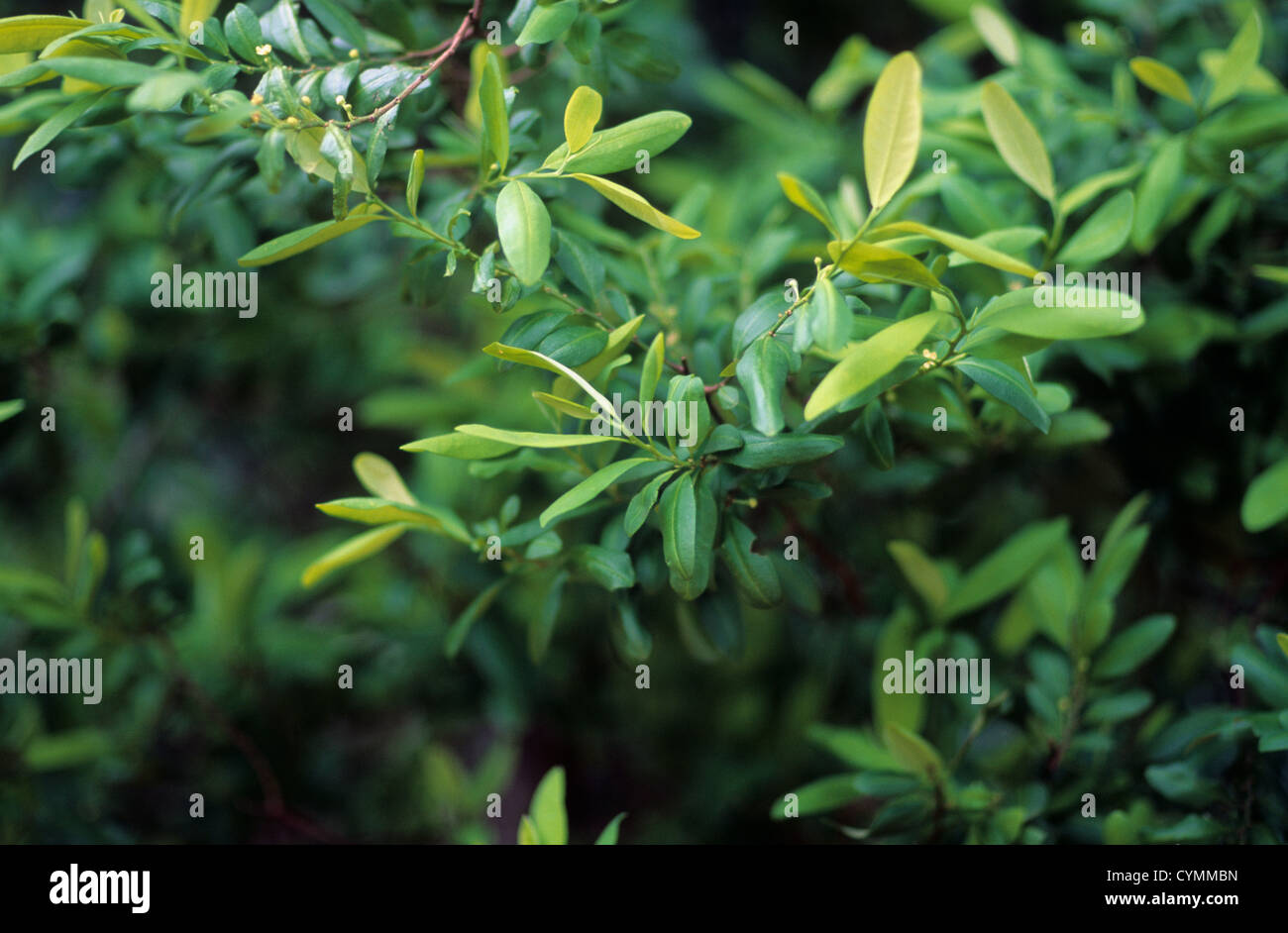 Plant / bush Stock Photo - Alamy
