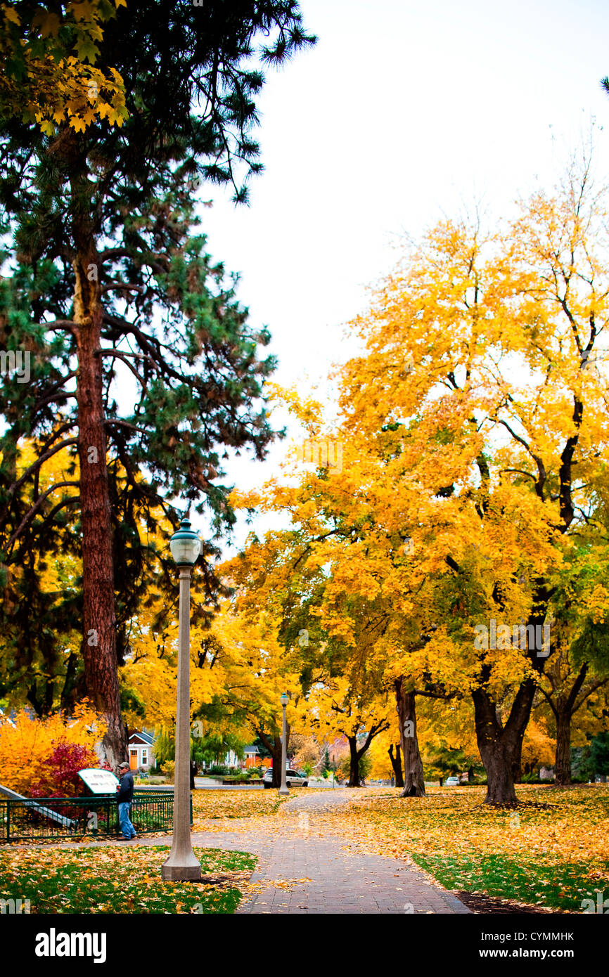 A path in a small park with bright yellow leaves overhead in Bend ...