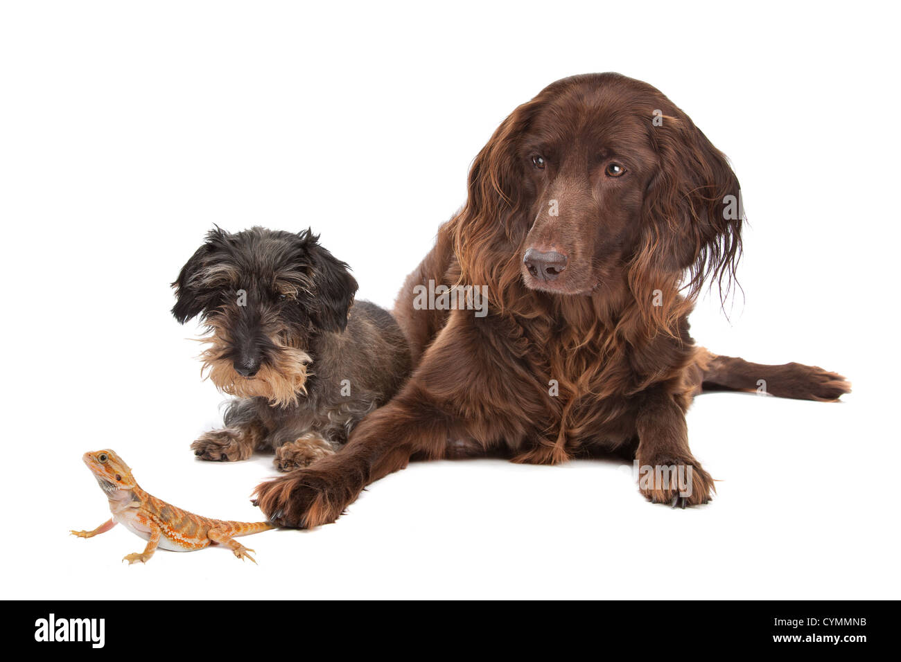 two dogs and a lizard in front of a white background Stock Photo - Alamy