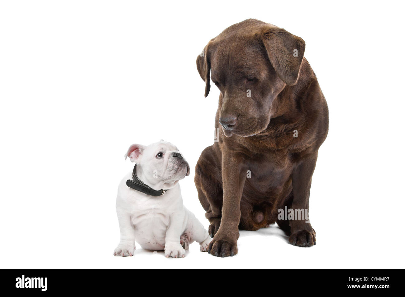 French bulldog puppy and Chocolate labrador in front of a white ...