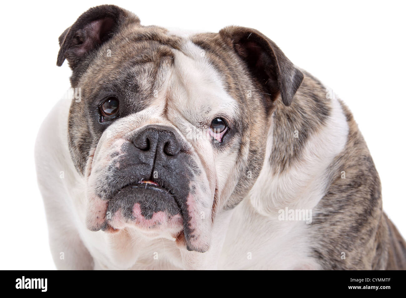 English Bulldog in front of a white background Stock Photo - Alamy