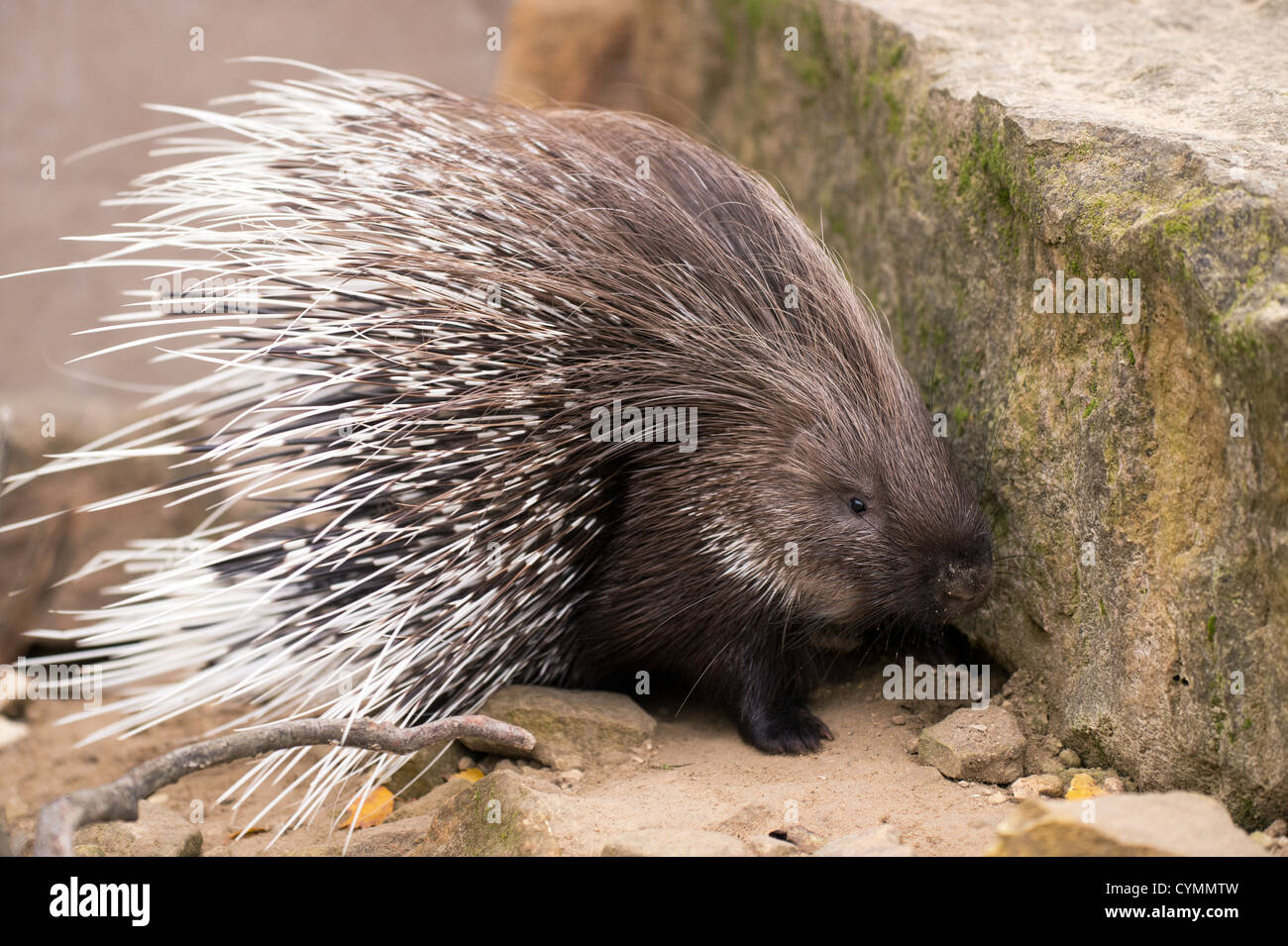 porcupine turning and displaying spines Stock Photo - Alamy