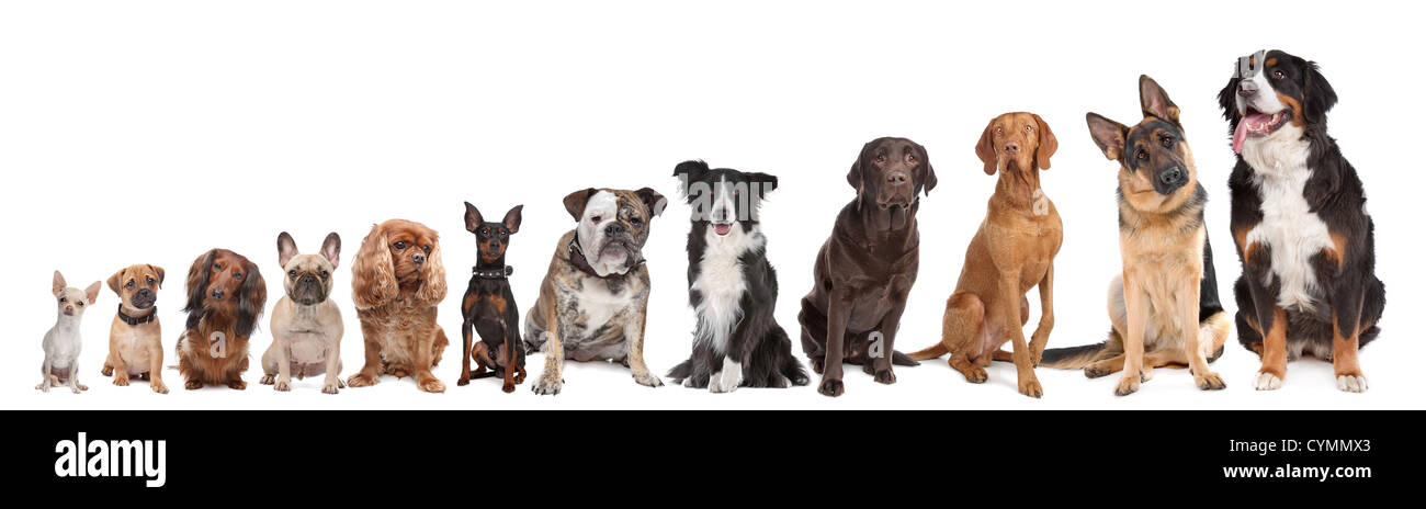 twelve dogs in a row. from small to large.on a white background Stock ...