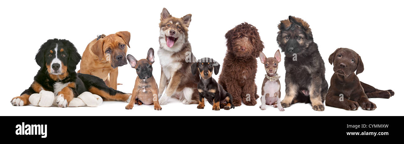large group of puppies Stock Photo - Alamy