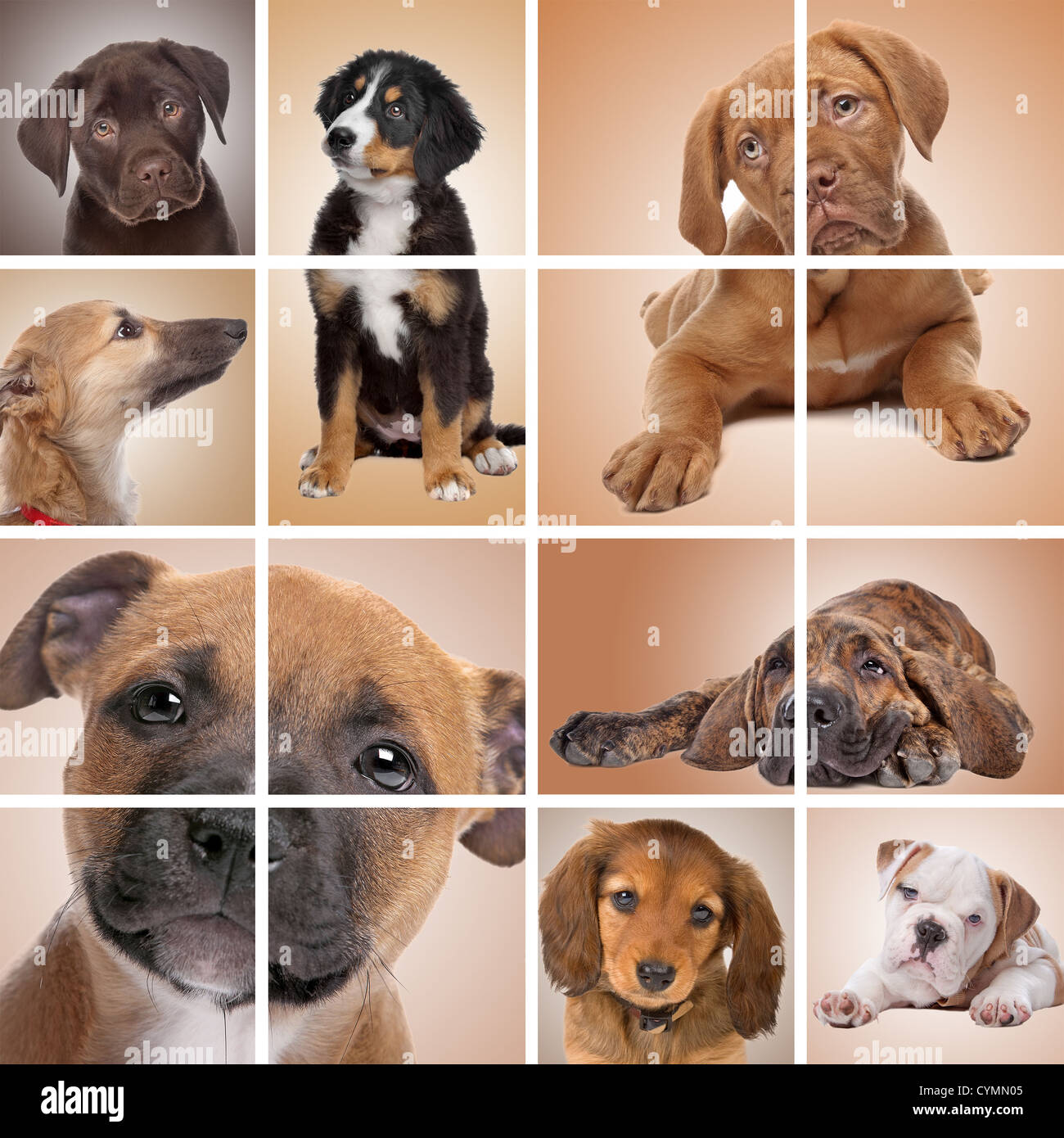 Puppy themed collage Stock Photo - Alamy