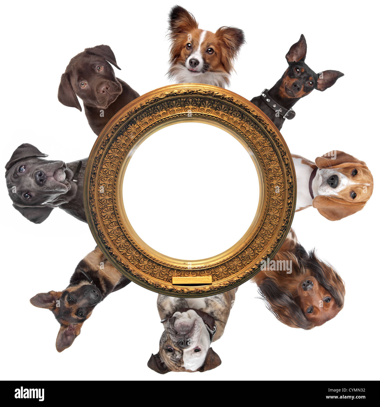 a group of dog portraits around a round golden picture frame in front ...