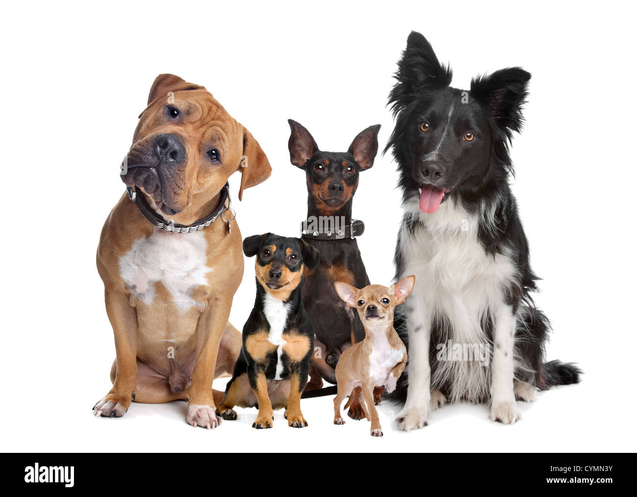 group of five dogs sitting in front of a white background Stock Photo ...