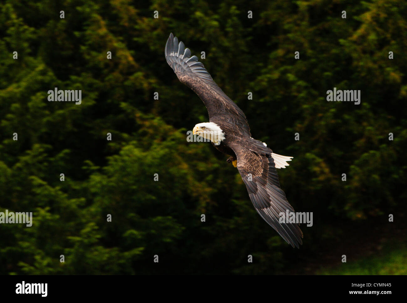 Eagles outstretched wings hi-res stock photography and images - Alamy