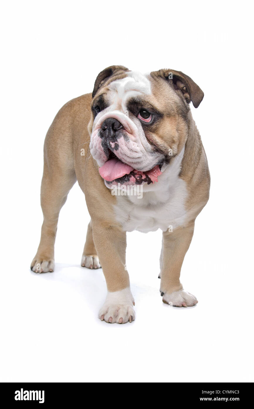 English Bulldog in front of a white background Stock Photo - Alamy