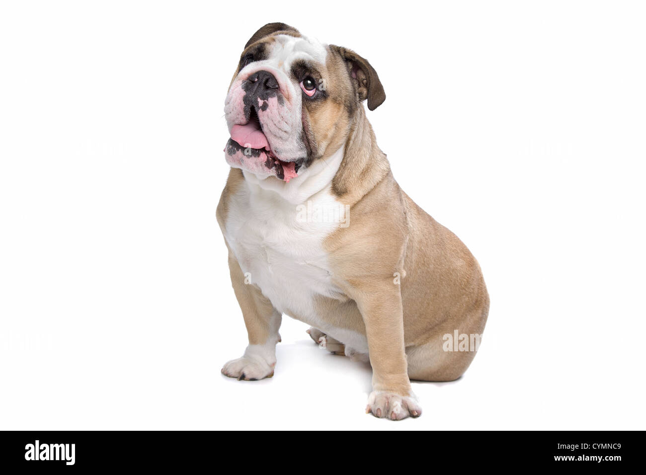 English Bulldog in front of a white background Stock Photo - Alamy