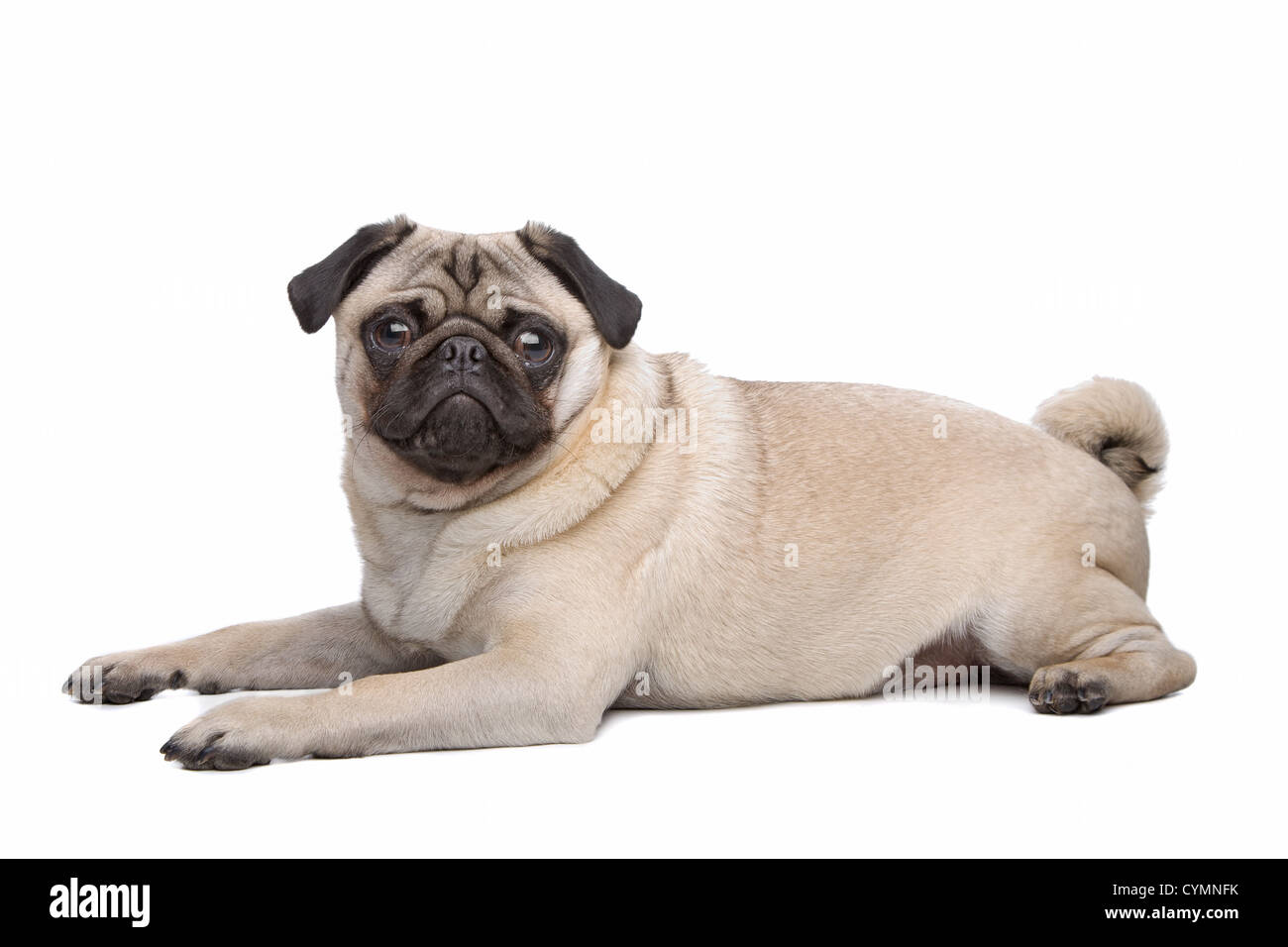 Pug dog in front of a white background Stock Photo - Alamy
