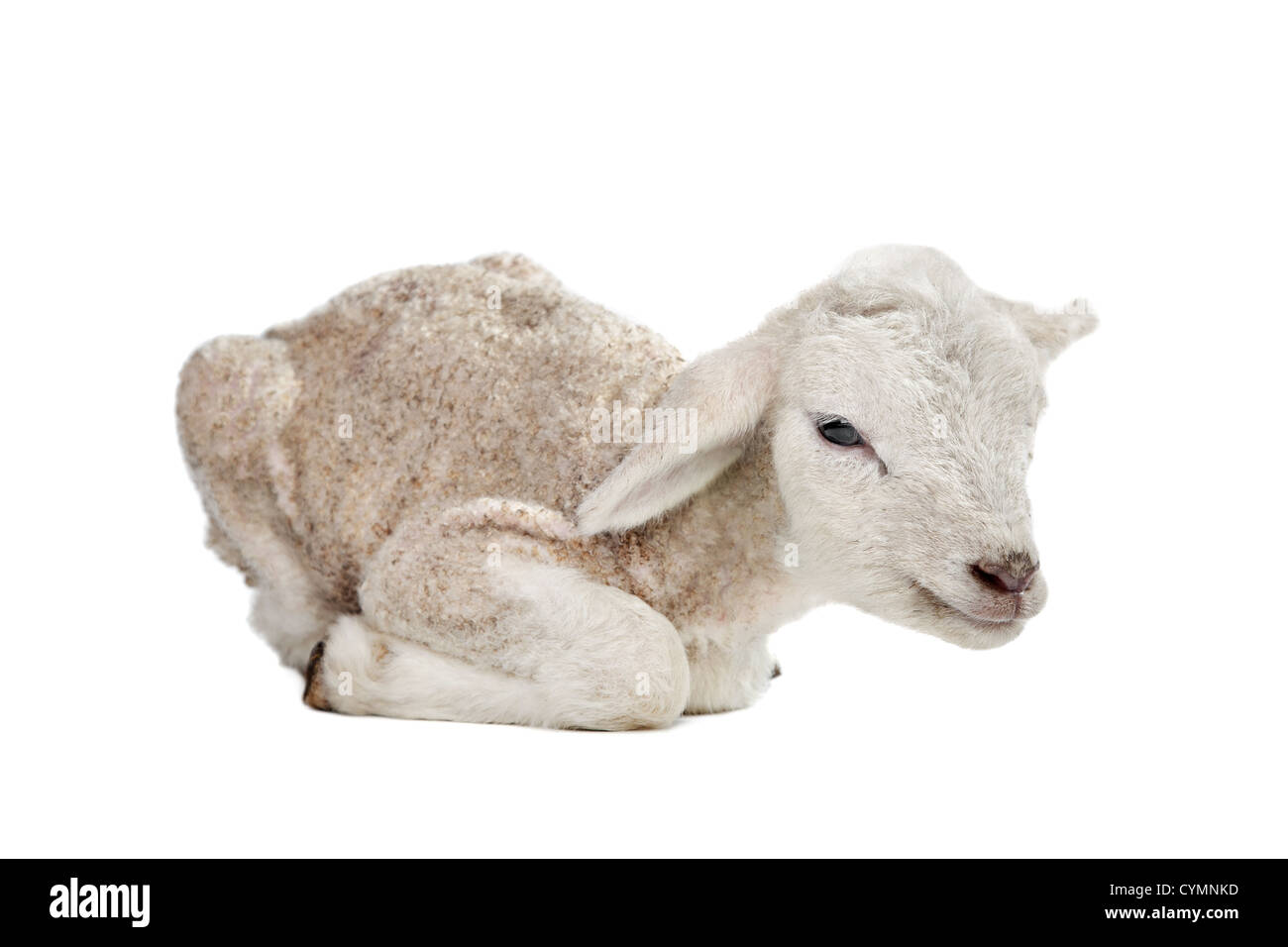 one day old Lamb in front of a white background Stock Photo - Alamy