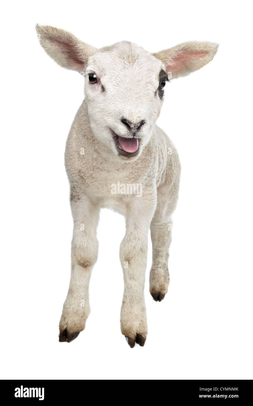 Lamb in front of a white background Stock Photo - Alamy