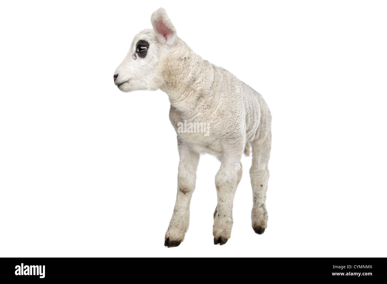 Lamb in front of a white background Stock Photo - Alamy