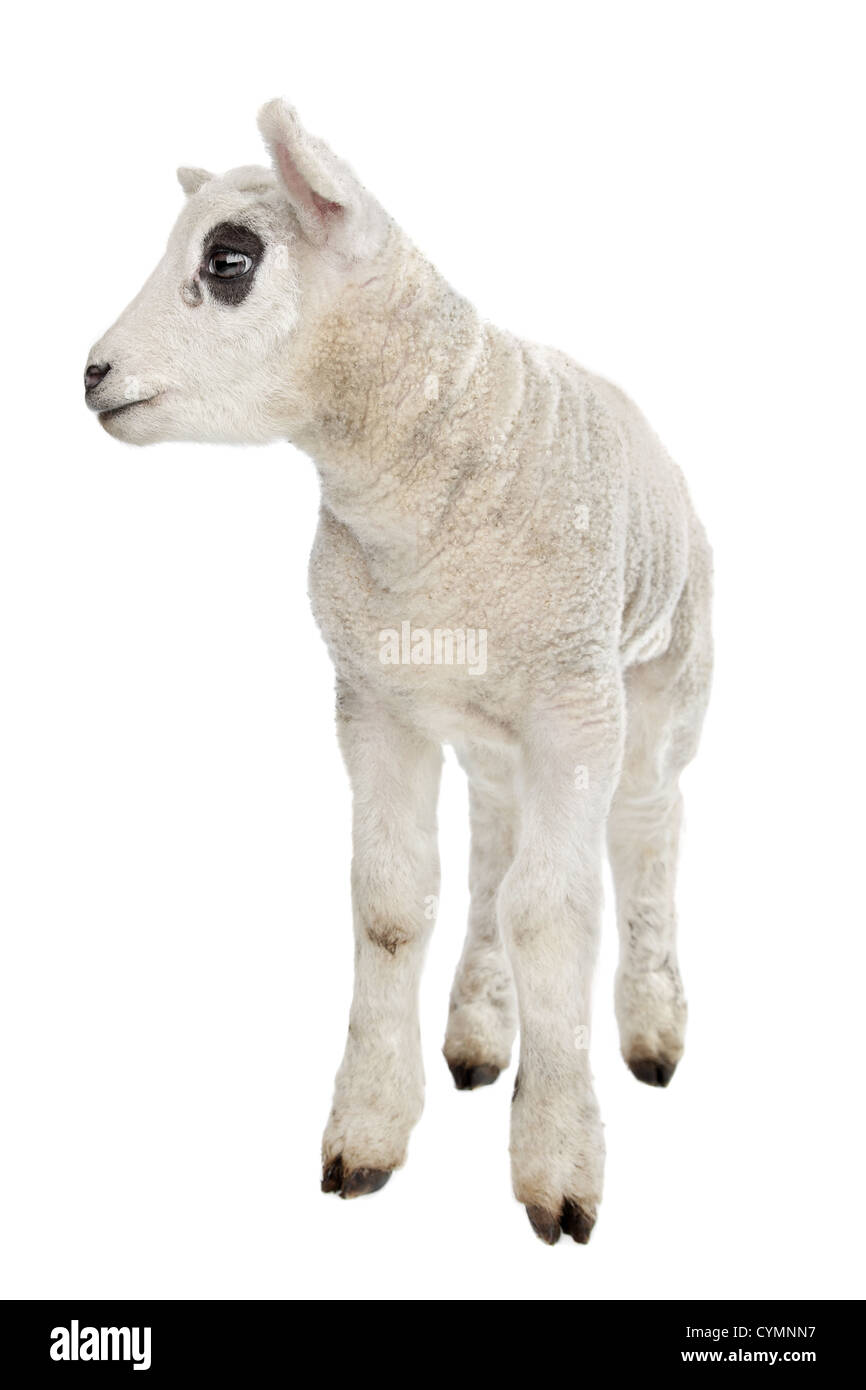 Lamb in front of a white background Stock Photo - Alamy
