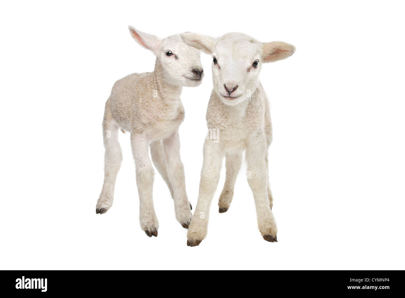 Two little lambs in front of a white background Stock Photo - Alamy