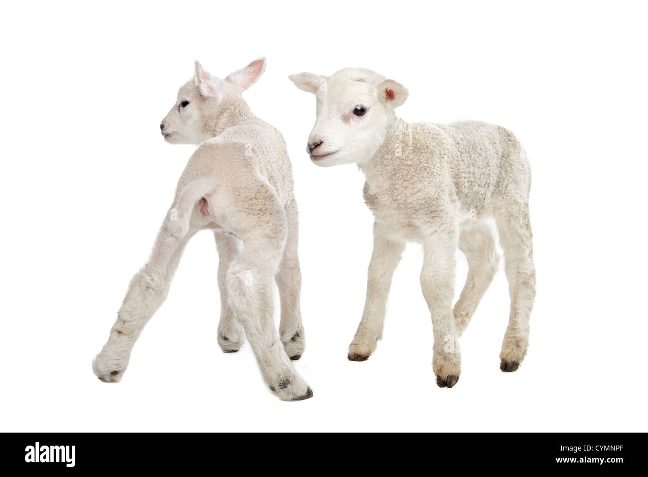 Two little lambs in front of a white background Stock Photo - Alamy