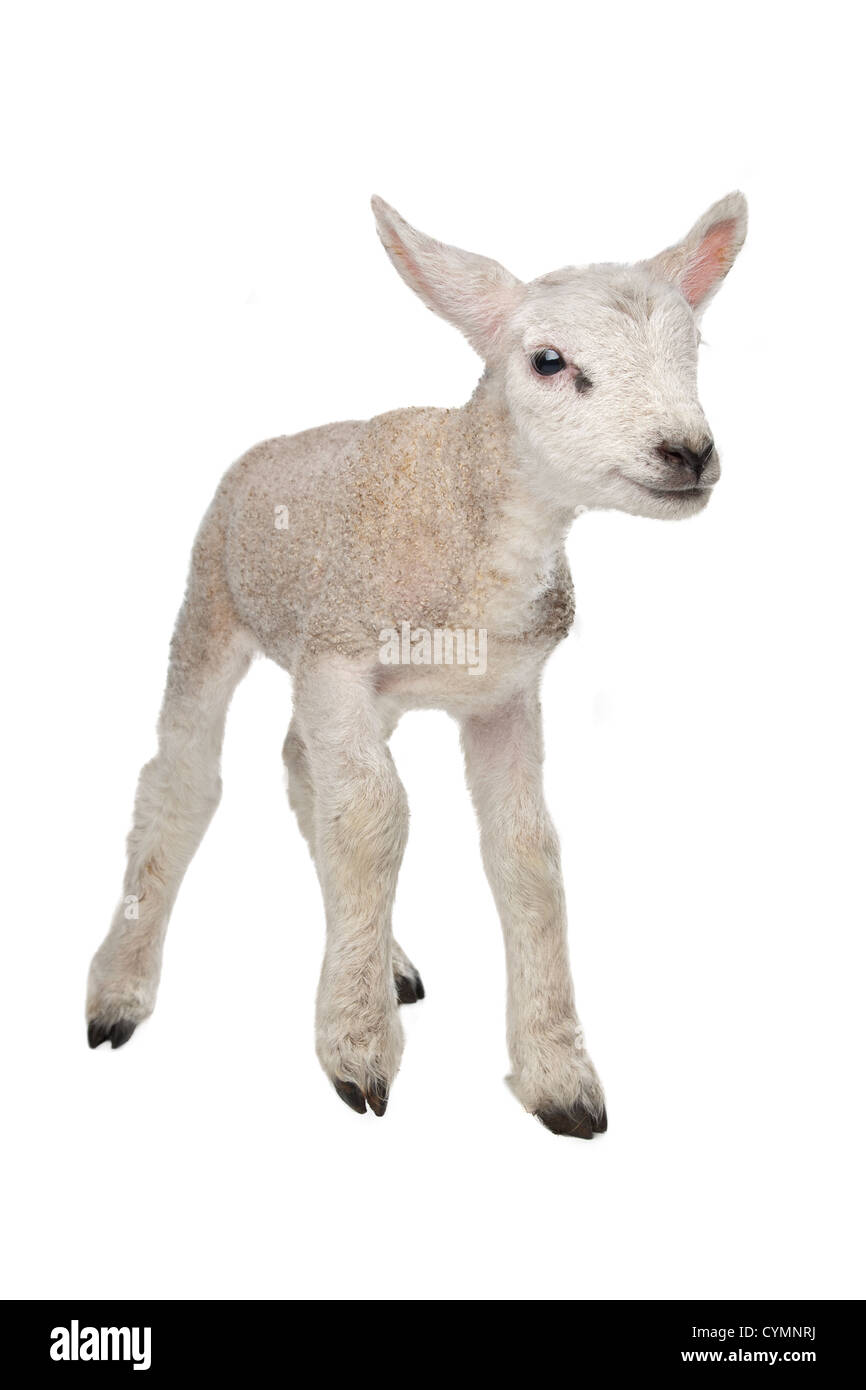 Lamb in front of a white background Stock Photo - Alamy