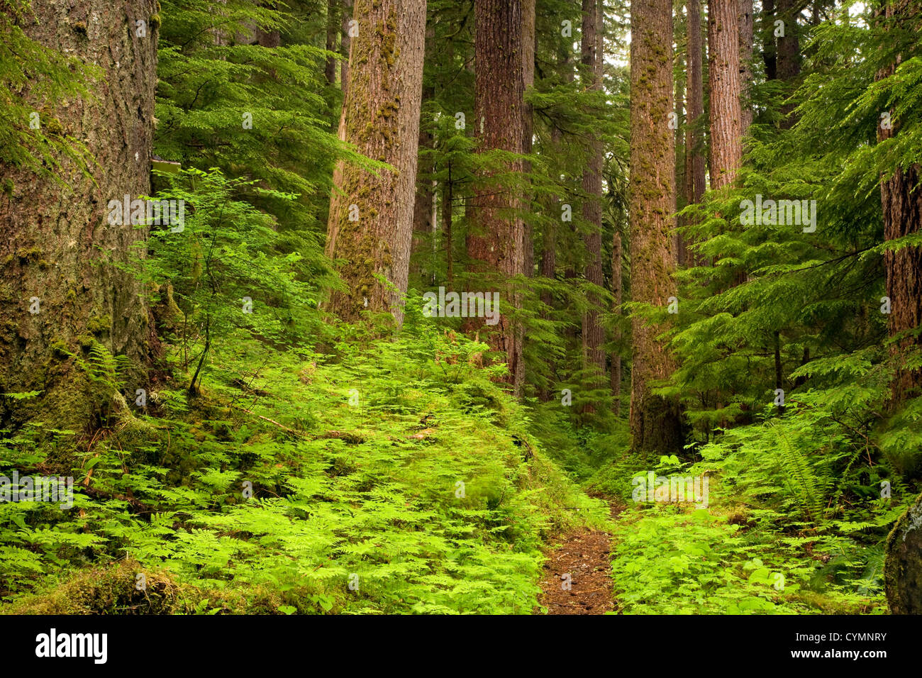 WA05719-00...WASHINGTON - The Sol Duc River Trail in the Sol Duc Rain ...