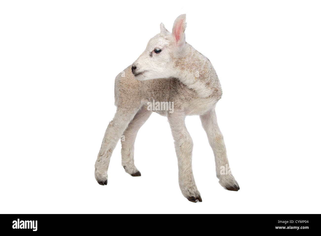 Lamb in front of a white background Stock Photo - Alamy