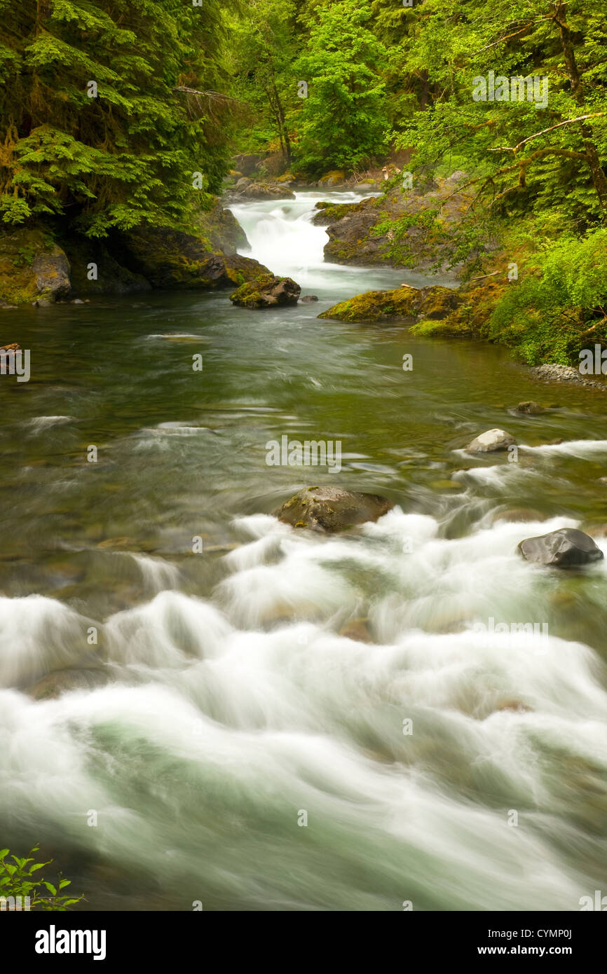 WA05724-00...WASHINGTON - The Salmon Cascades on the Sol Duc River in ...