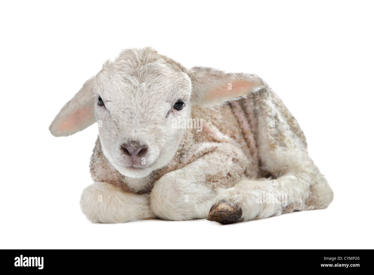 one day old Lamb in front of a white background Stock Photo - Alamy