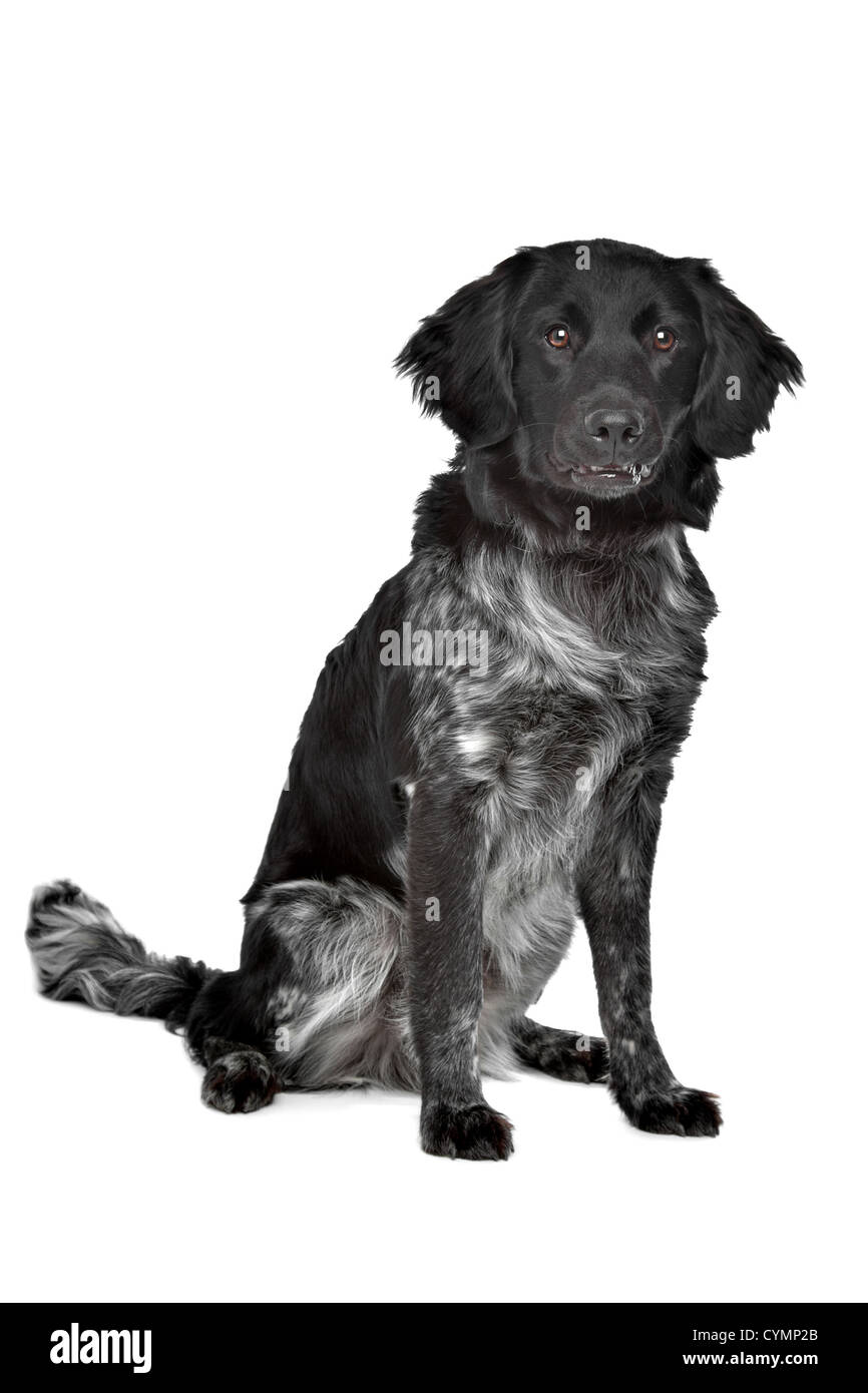 Stabyhoun,Frisian pointing breed, in front of a white background Stock ...