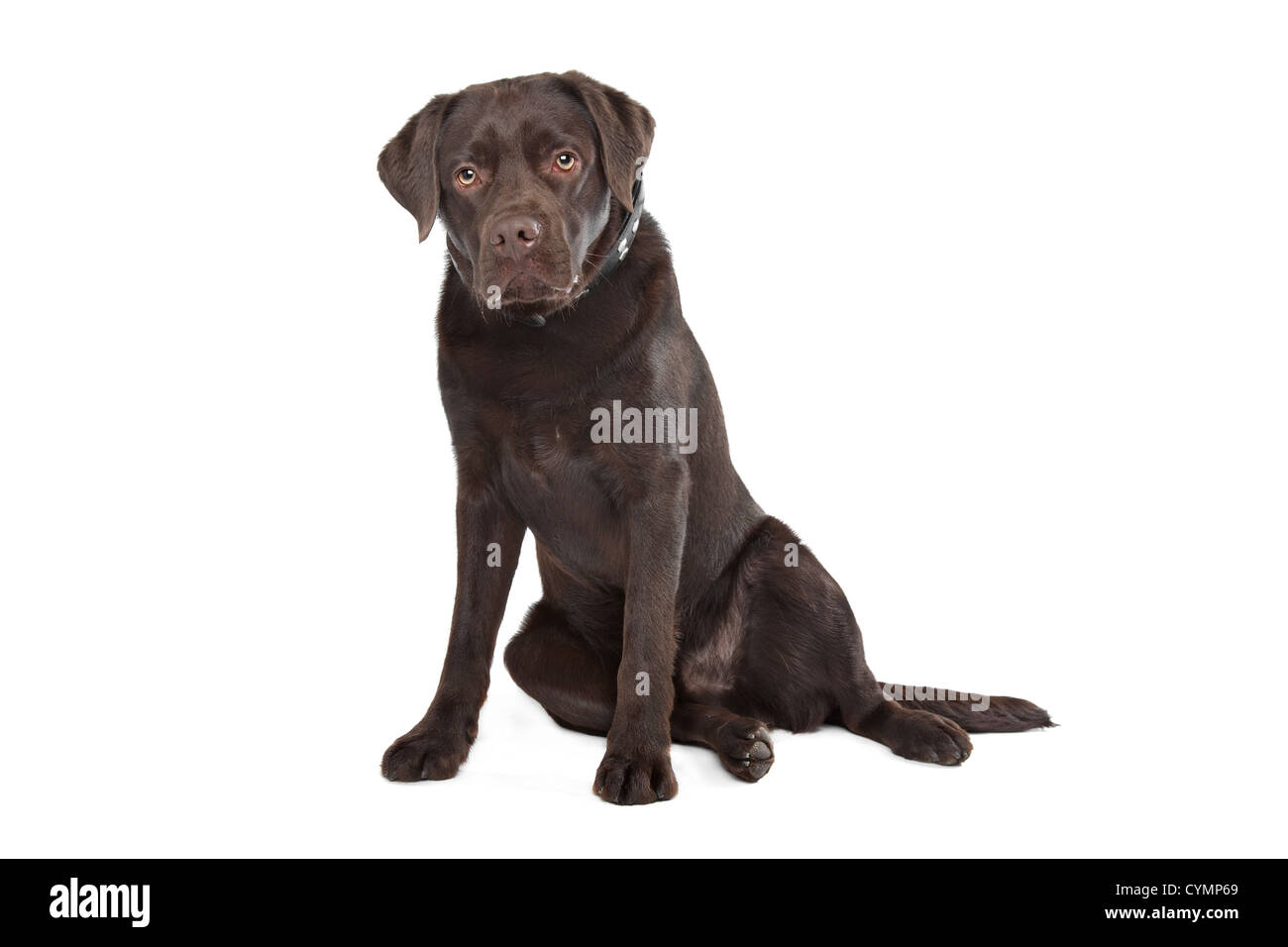 Chocolate Labrador in front of a white background Stock Photo - Alamy