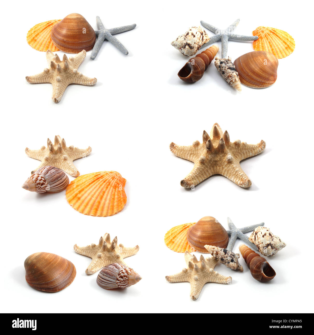 seashells and starfish collection isolated on white background Stock ...