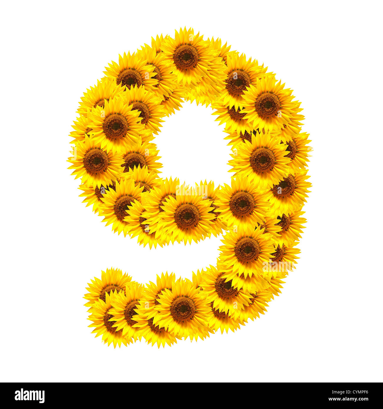 Sunflower alphabet isolated on white hi-res stock photography and ...