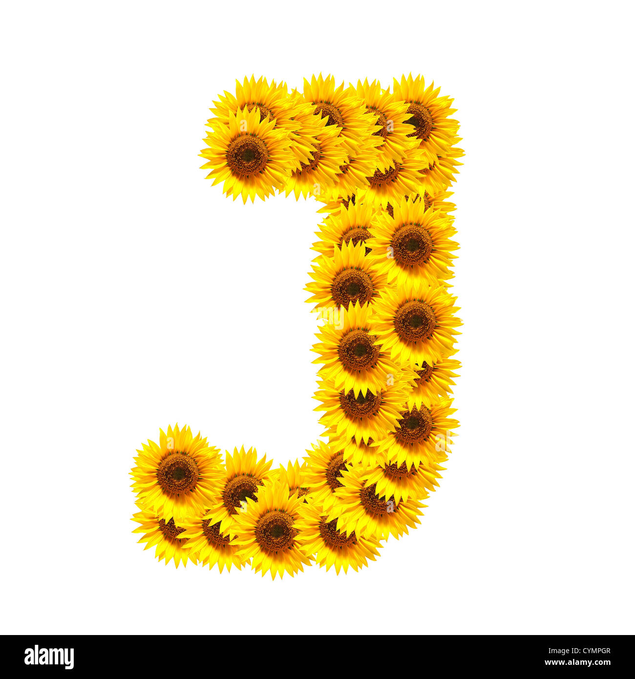 flower alphabet and numbers with sunflowers isolated on white ...