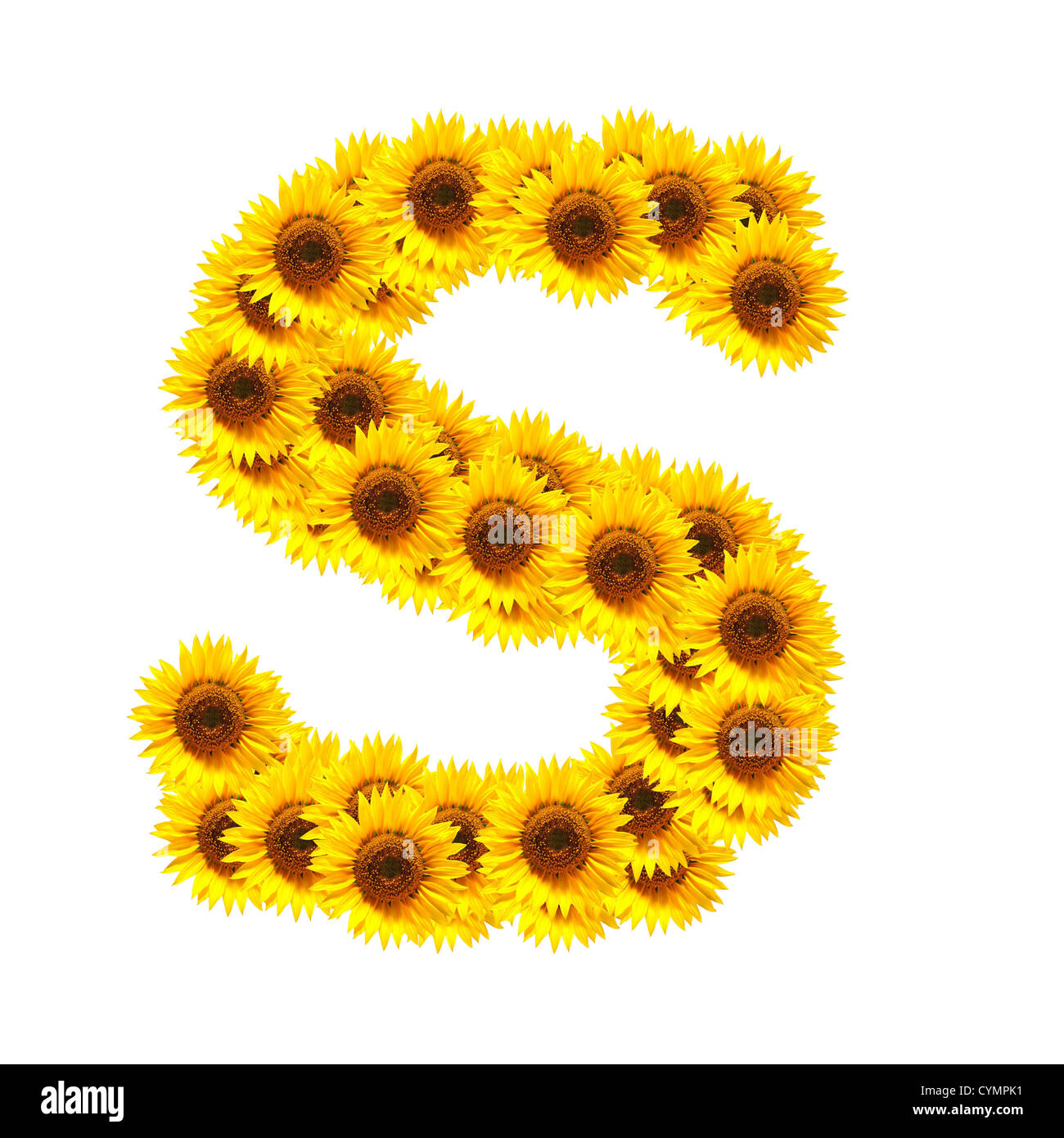 flower alphabet and numbers with sunflowers isolated on white ...