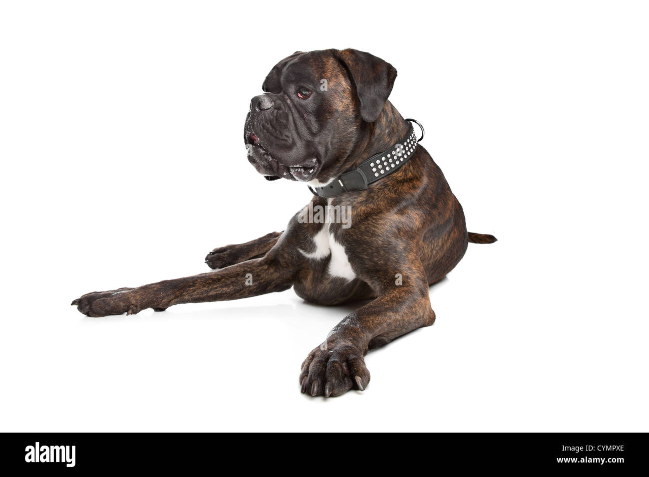 Boxer dog in front of a white background Stock Photo - Alamy