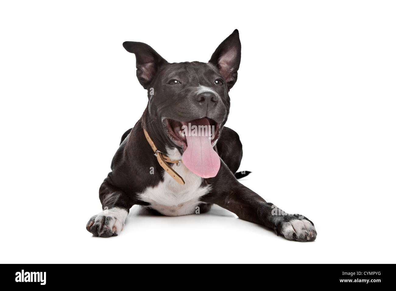 American Staffordshire Terrier puppy in front of white Stock Photo - Alamy